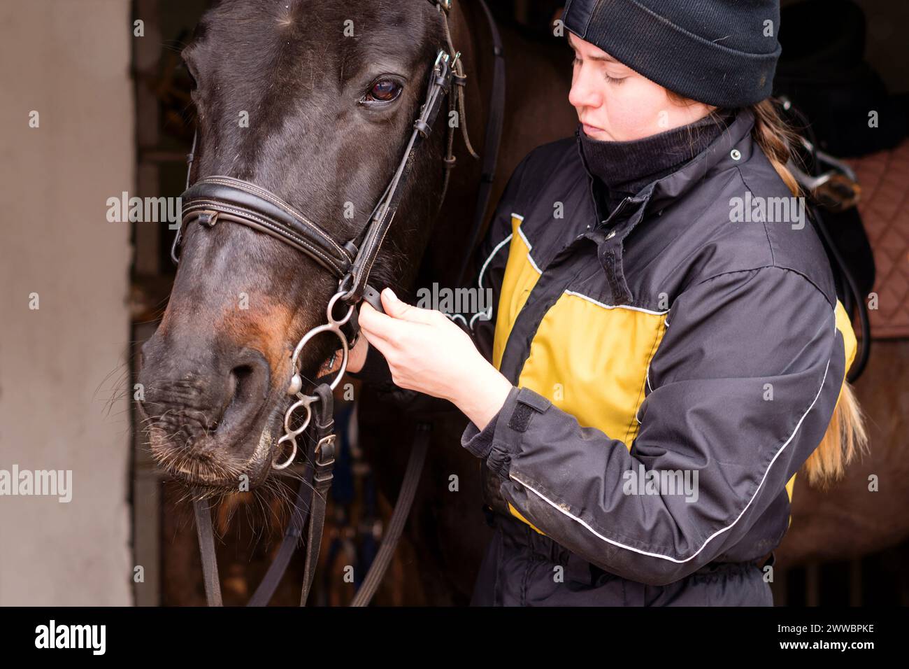 Person fitting bridle to horse in stable. Preparing your horse for a ...