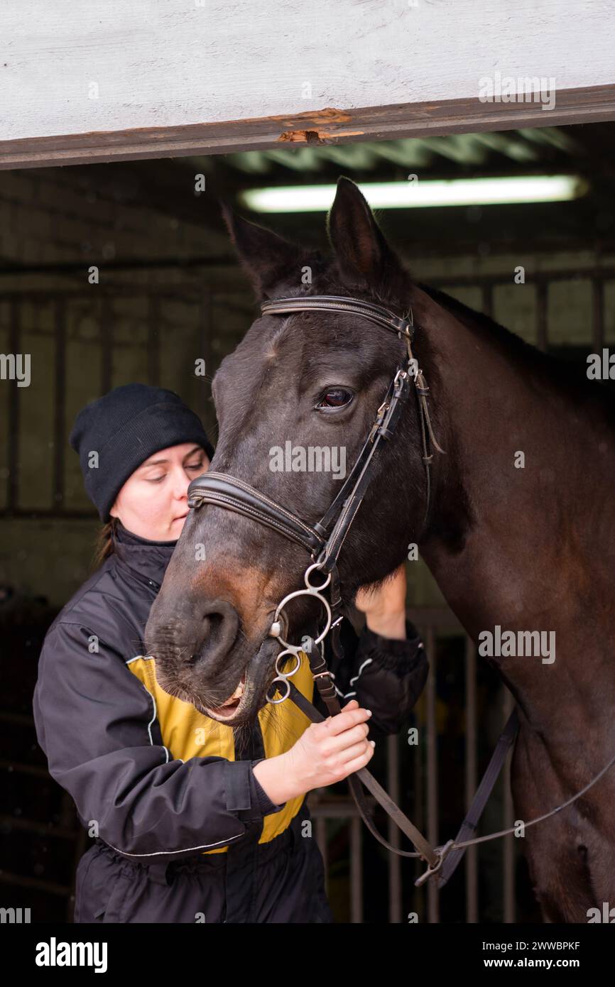 Affectionate moment between horse and person in stable. Preparing your ... Affectionate moment between horse and person in stable. Preparing your ...