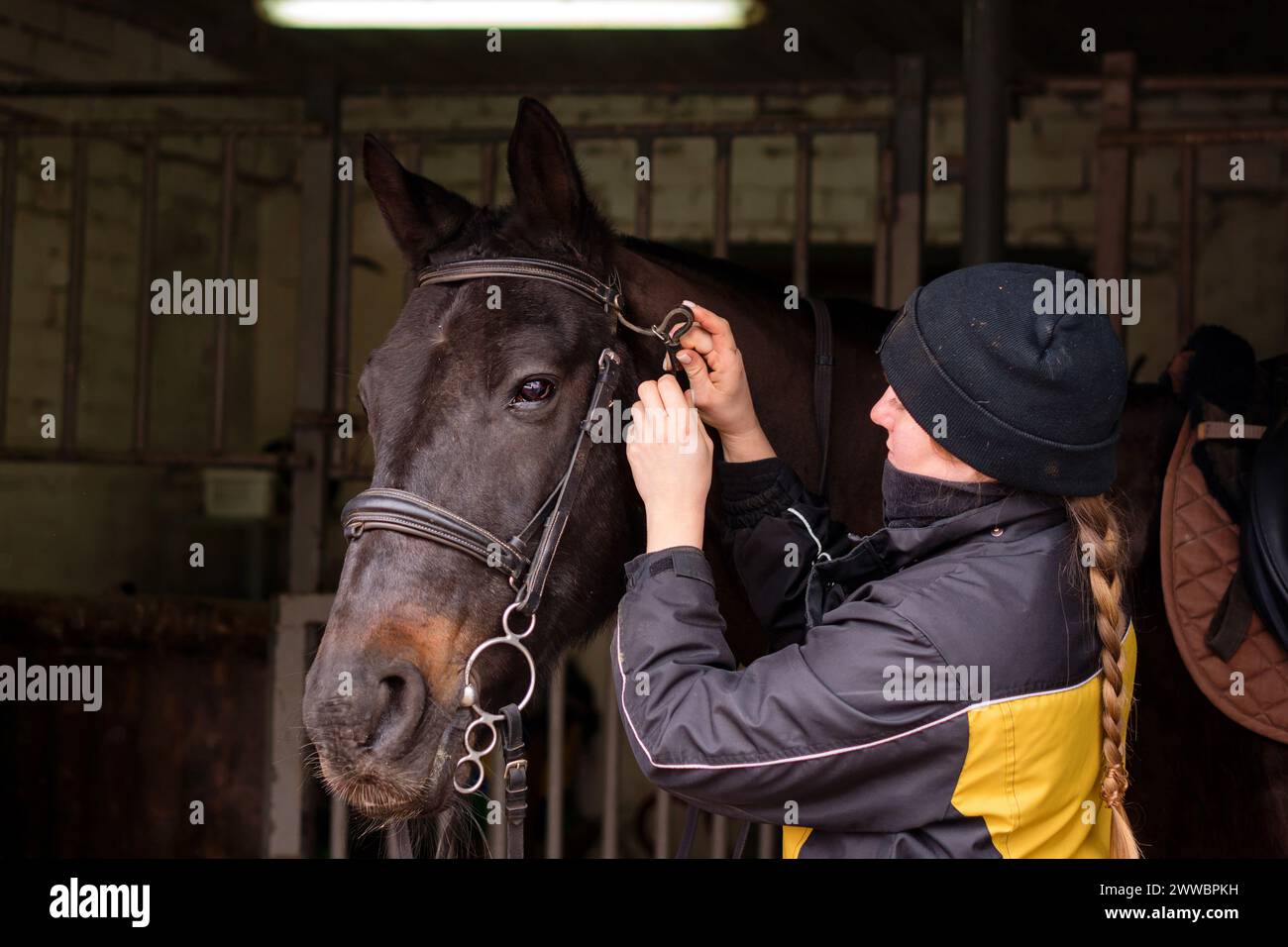 Person fitting bridle to horse in stable. Preparing your horse for a ...