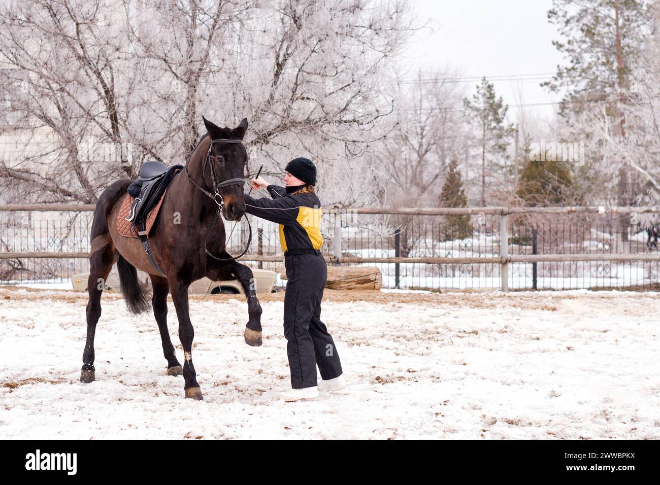 Person leading a lively horse in snow. Dressage. Training a horse in ...
