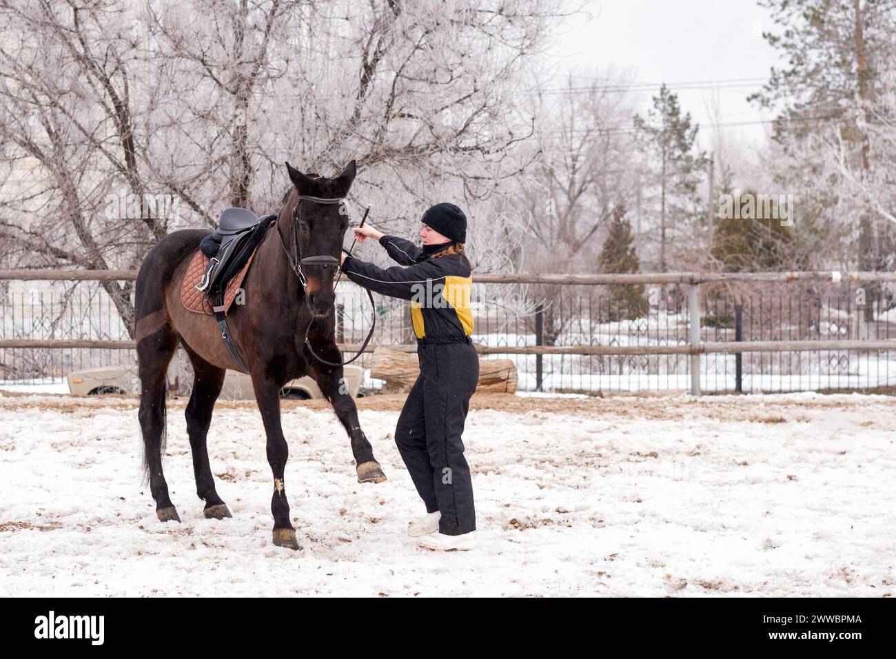 Person leading a lively horse in snow. Dressage. Training a horse in ...
