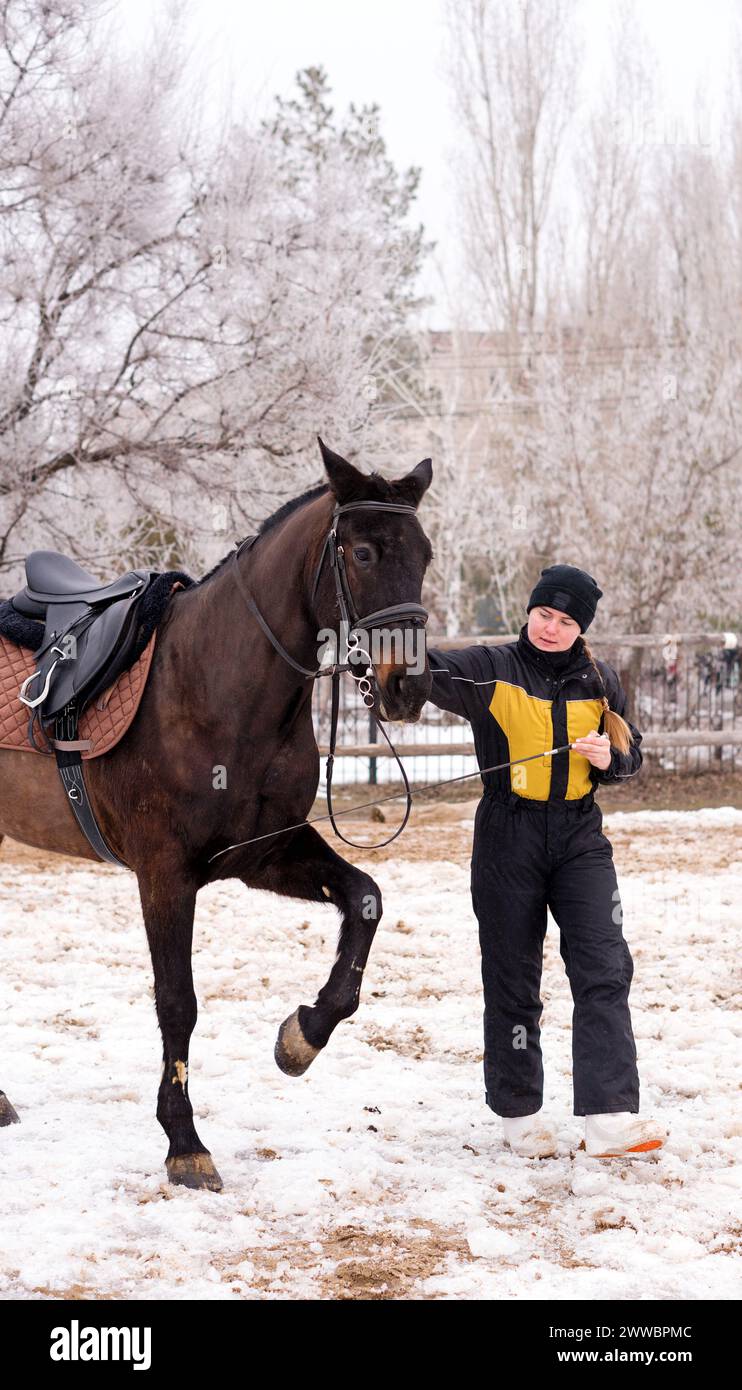 Person leading a lively horse in snow. Dressage. Training a horse in ...