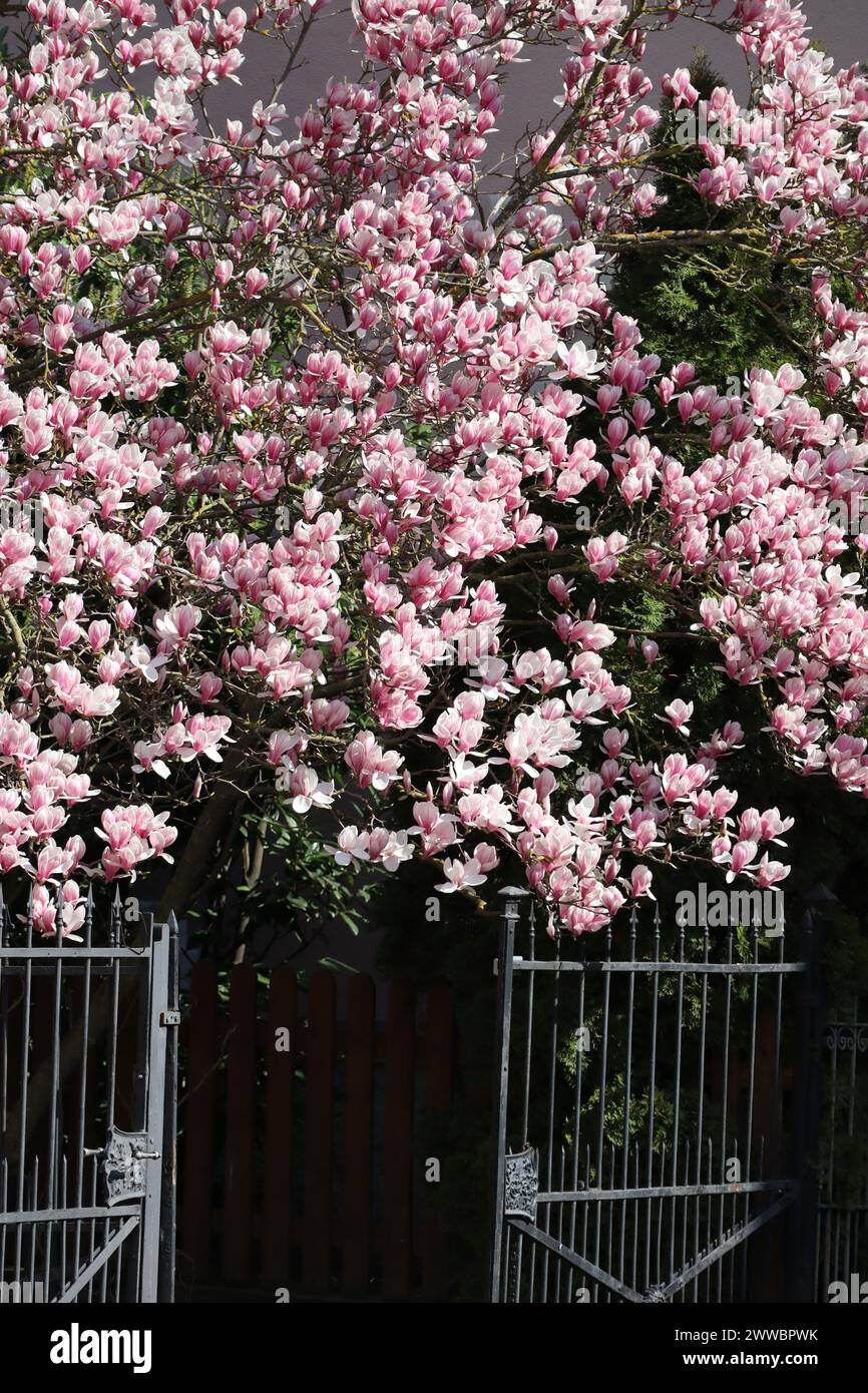 Magnolia grows right over the iron Gate Stock Photo - Alamy