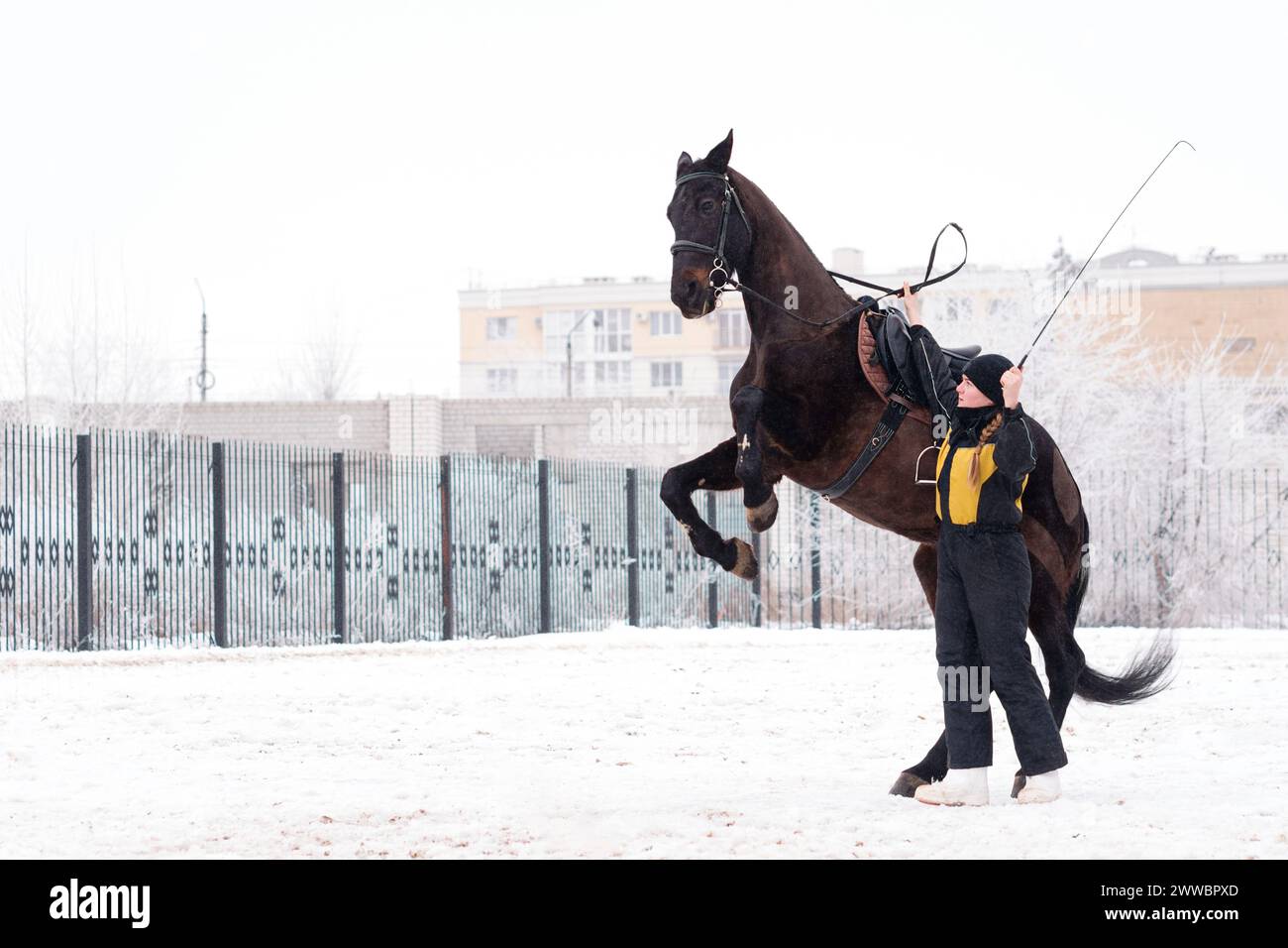 Horse leaping with handler in snowy enclosure. Dressage. Training a ...