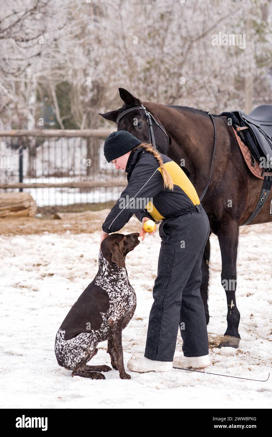 Person with dog attending to a horse in snowy weather. Owner of a ...