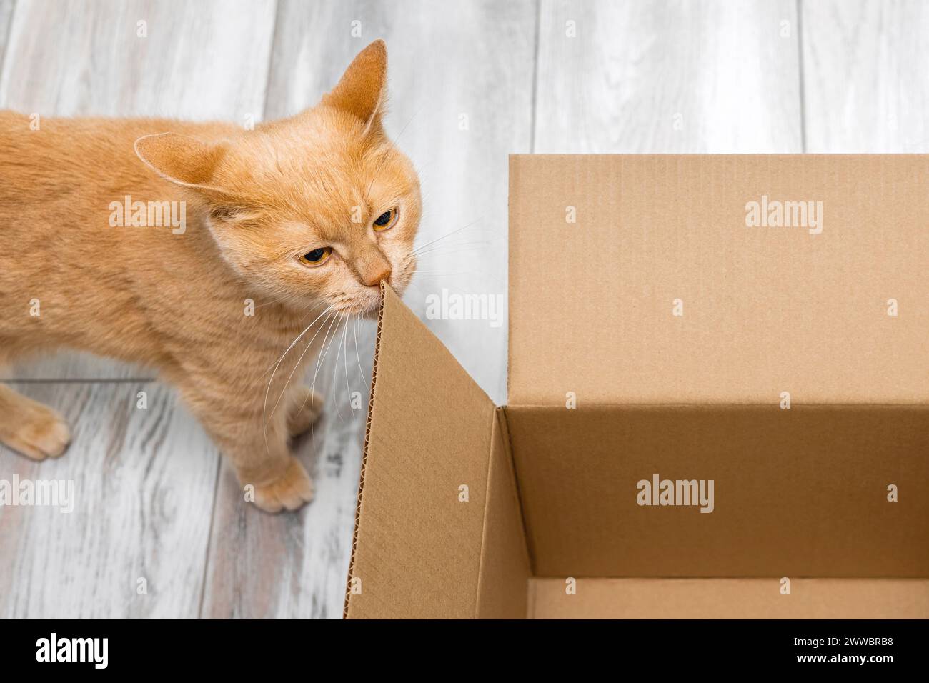 red cat sniffs an empty cardboard box. cat box. cats love empty boxes ...