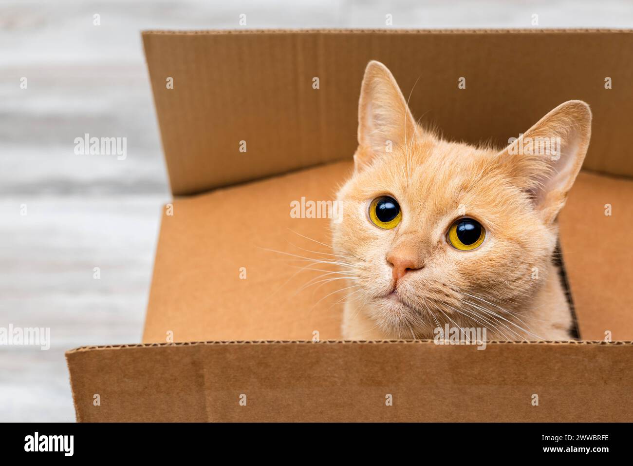 a fawn cat peeks out of a cardboard box. red cat in a box. cat with big ...