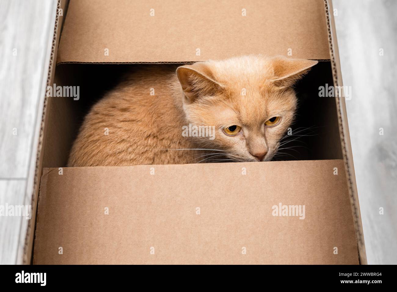 red cat sitting in a cardboard box. cat hiding in a box Stock Photo - Alamy