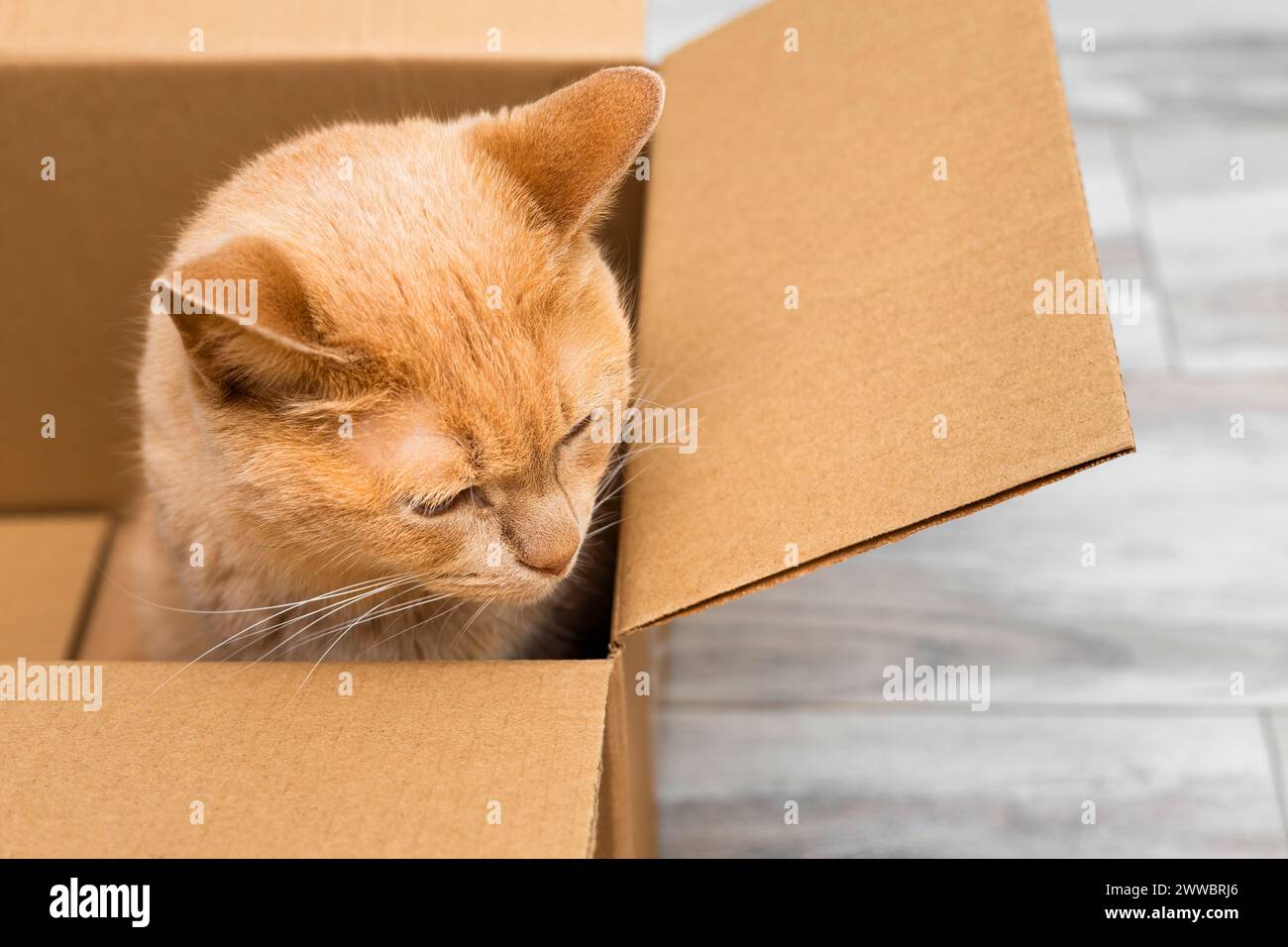 red cat sitting in a cardboard box. cat hiding in a box Stock Photo - Alamy