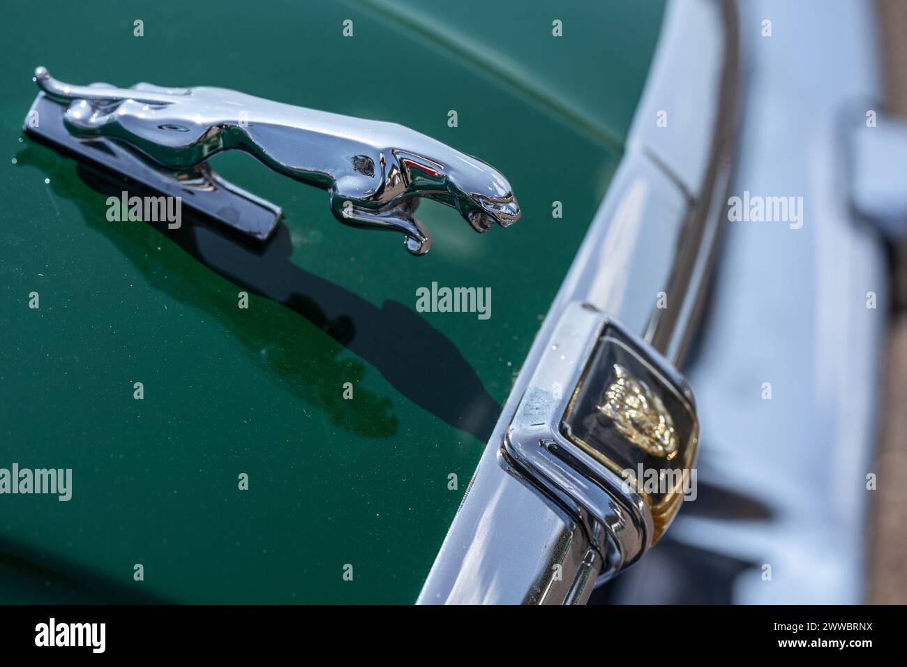 LINTHE, GERMANY - MAY 27, 2023: The hood ornament of the sports car Jaguar (Jaguar in the jump ...