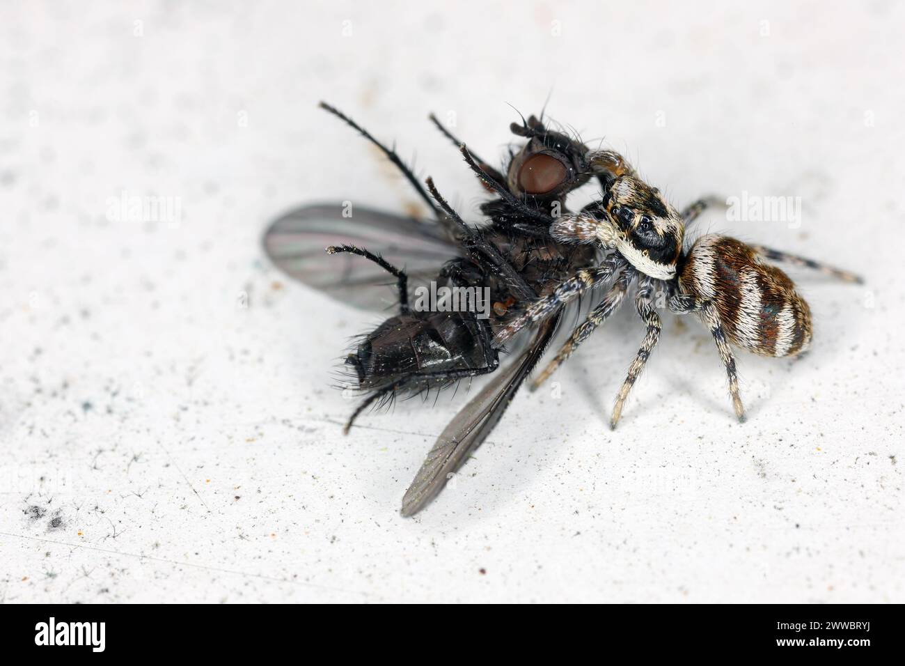 A jumping spider (Salticus scenicus) with a hunted fly on the ...