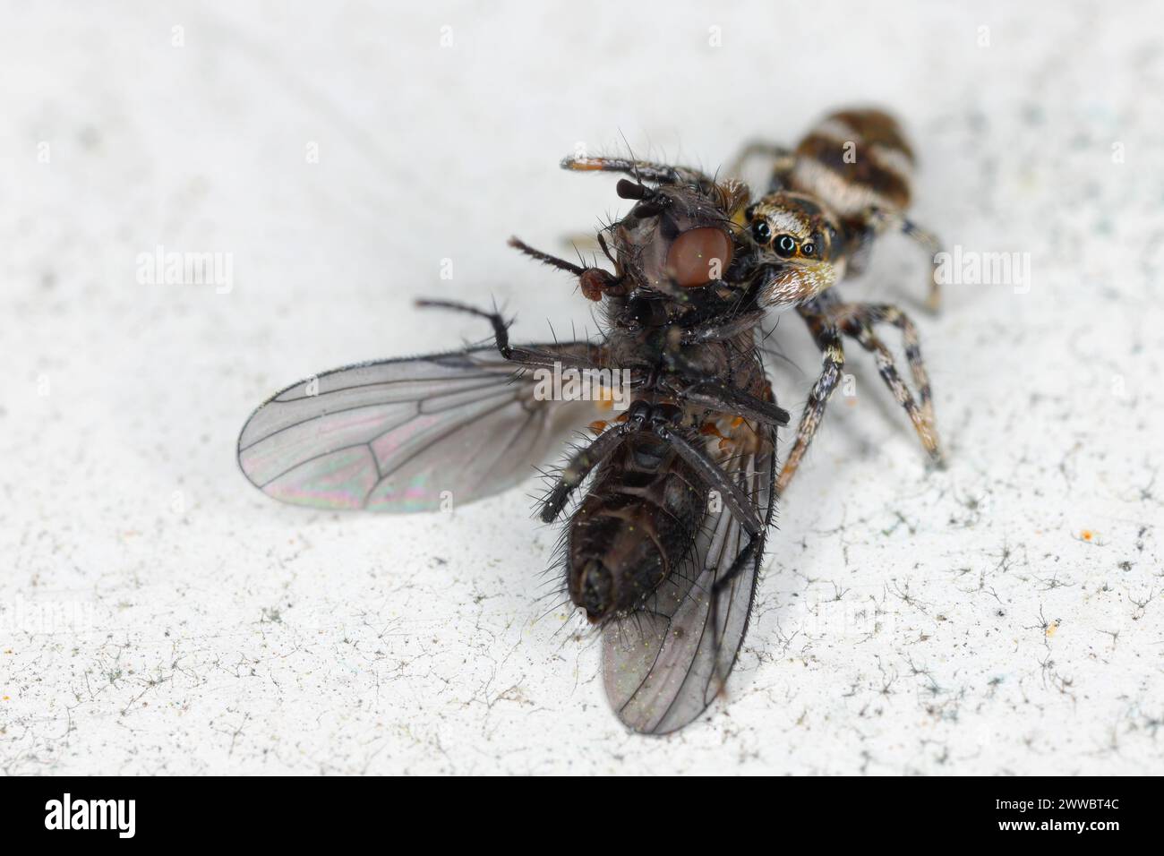 A jumping spider (Salticus scenicus) with a hunted fly on the ...