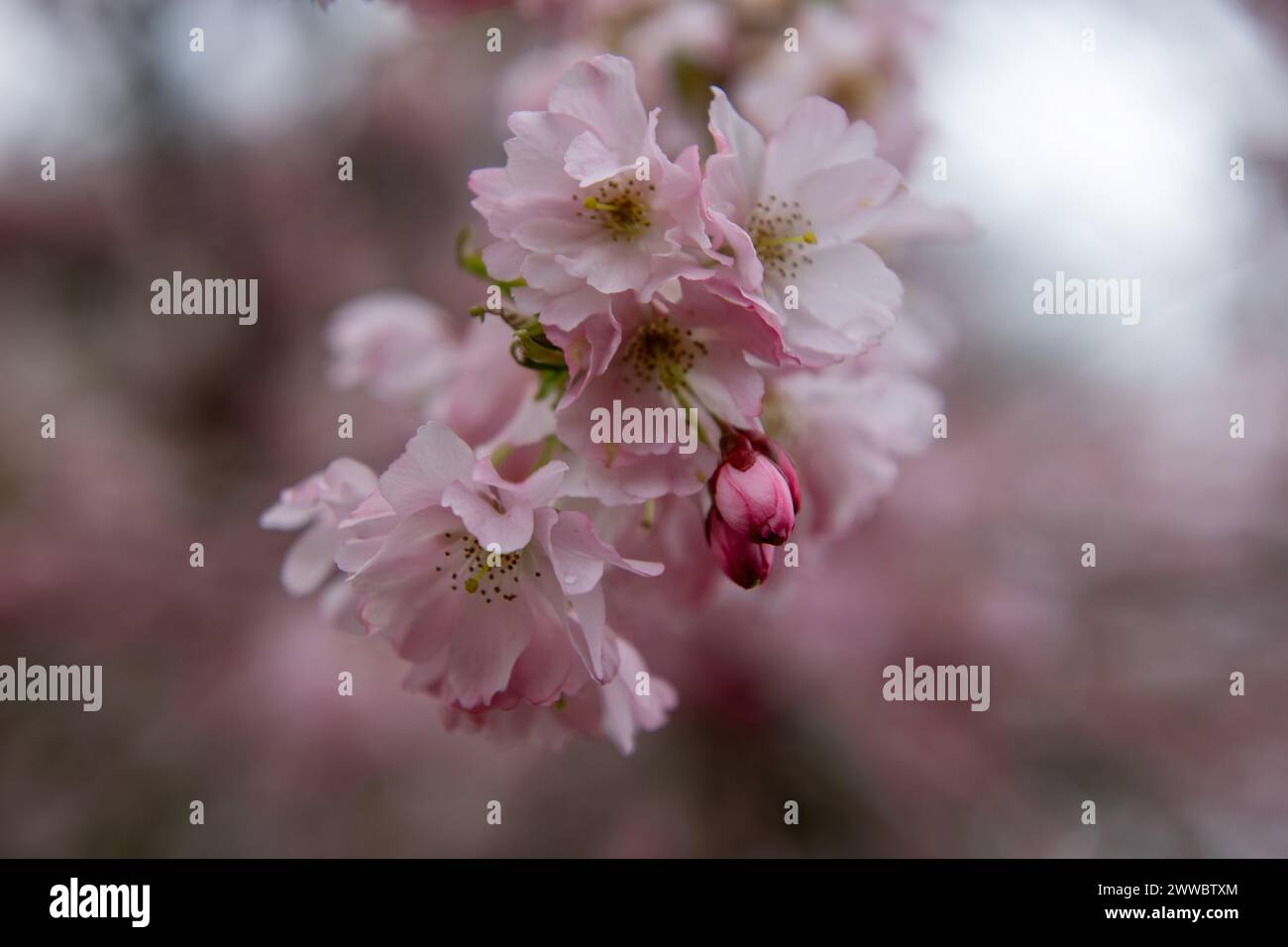 Augsburg, Germany. 23rd Mar, 2024. A Japanese cherry blossoms in the ...