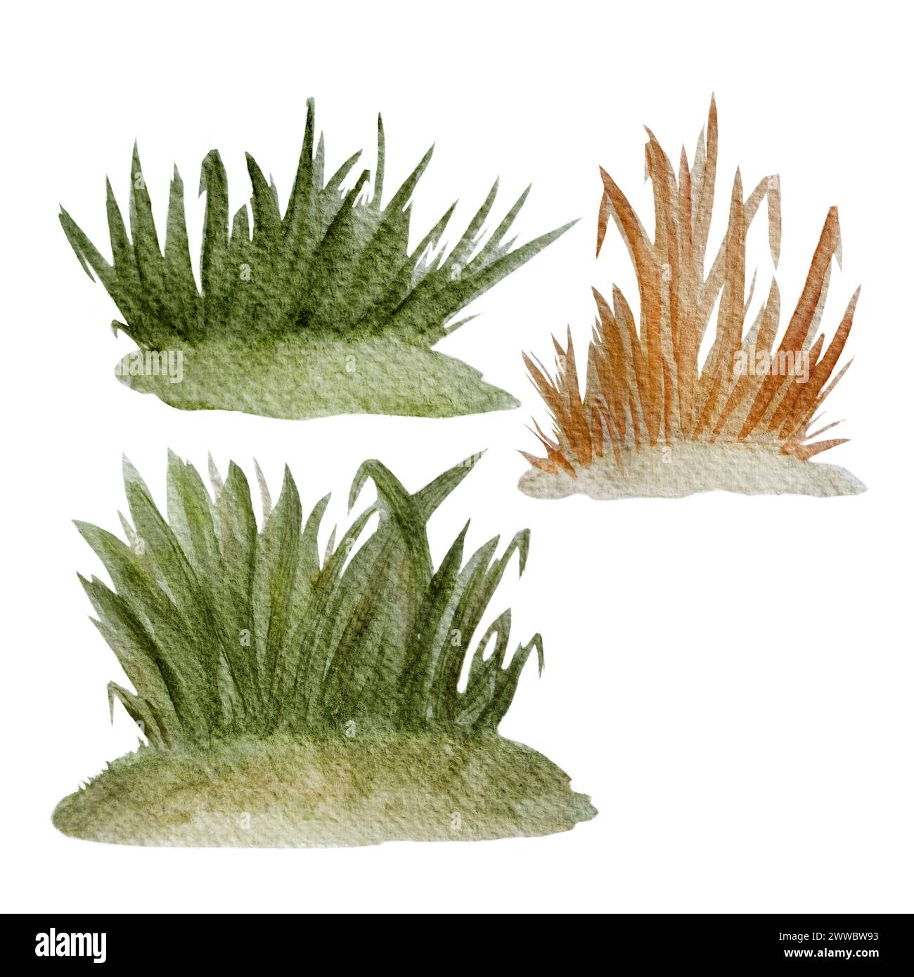 Grass watercolor illustration isolated on white Stock Photo - Alamy