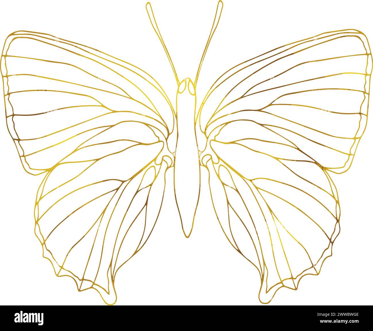 Gold butterfly line art illustration. Butterfly golden foil art ...