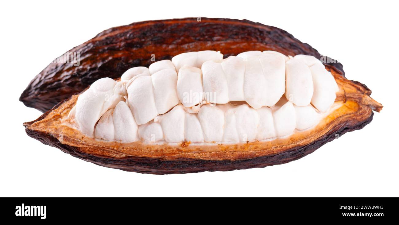 Fresh cocoa fruits isolated on white background. Dark red cocoa pods ...