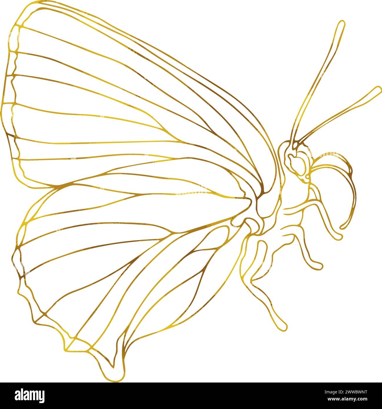 Gold butterfly line art illustration. Butterfly golden foil art ...