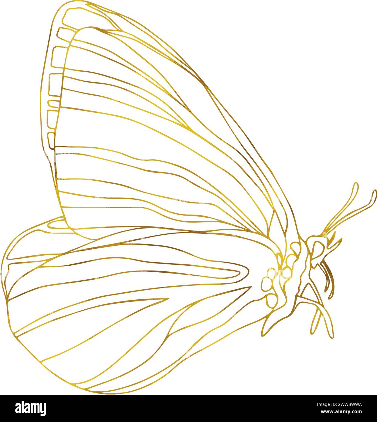 Gold butterfly line art illustration. Butterfly golden foil art ...