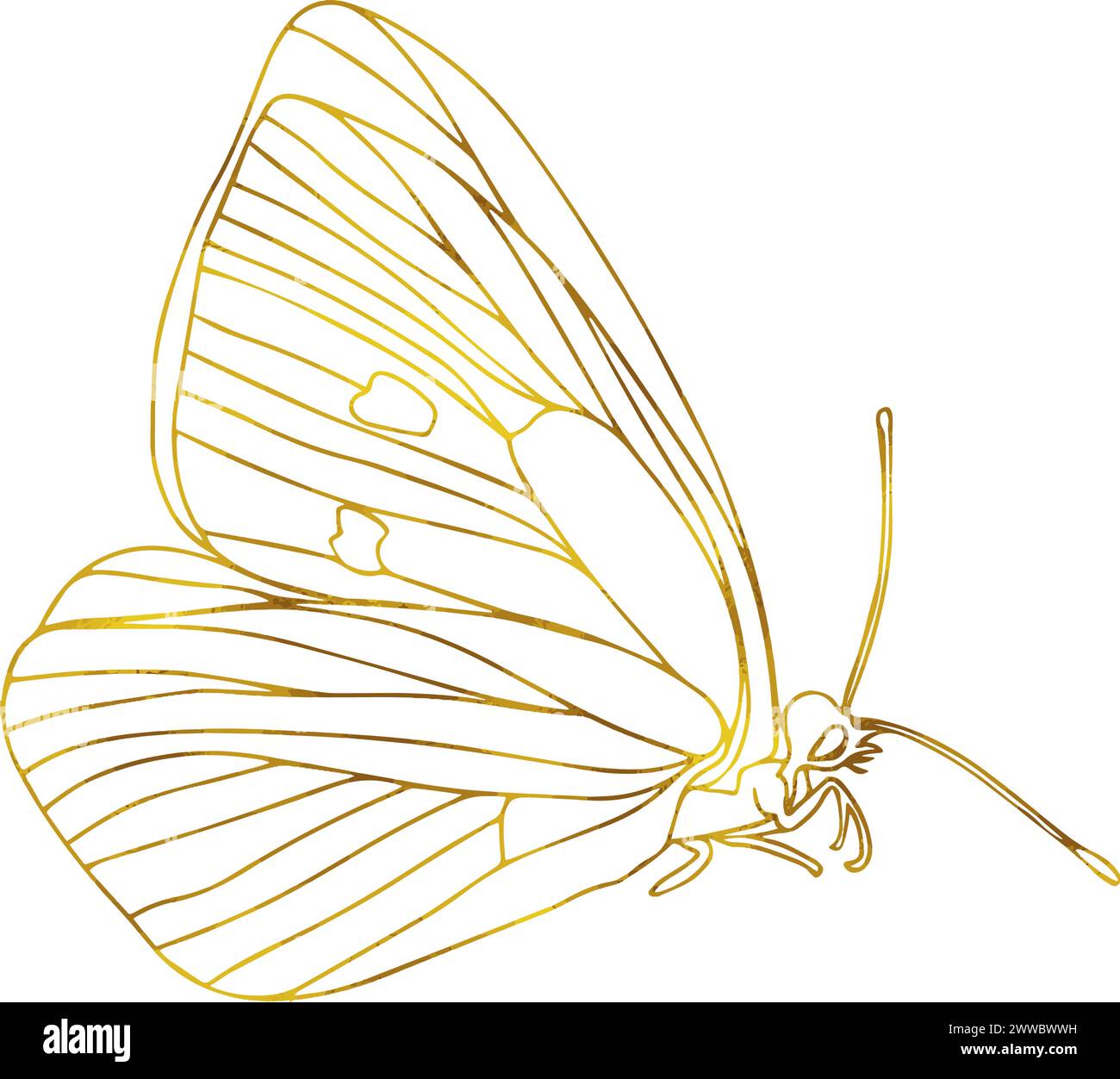 Gold butterfly line art illustration. Butterfly golden foil art ...