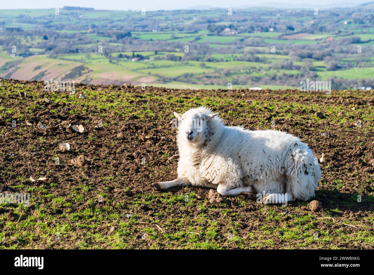 Farm animal relaxing outside hi-res stock photography and images - Alamy