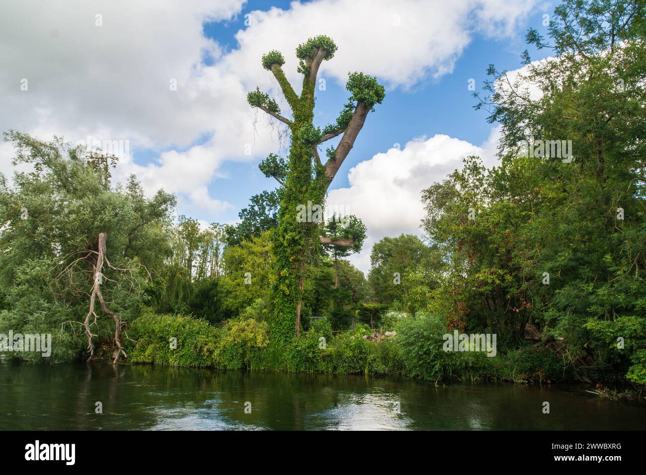Fordingbridge, UK - August 19th 2023: Tree on the bank of the River ...