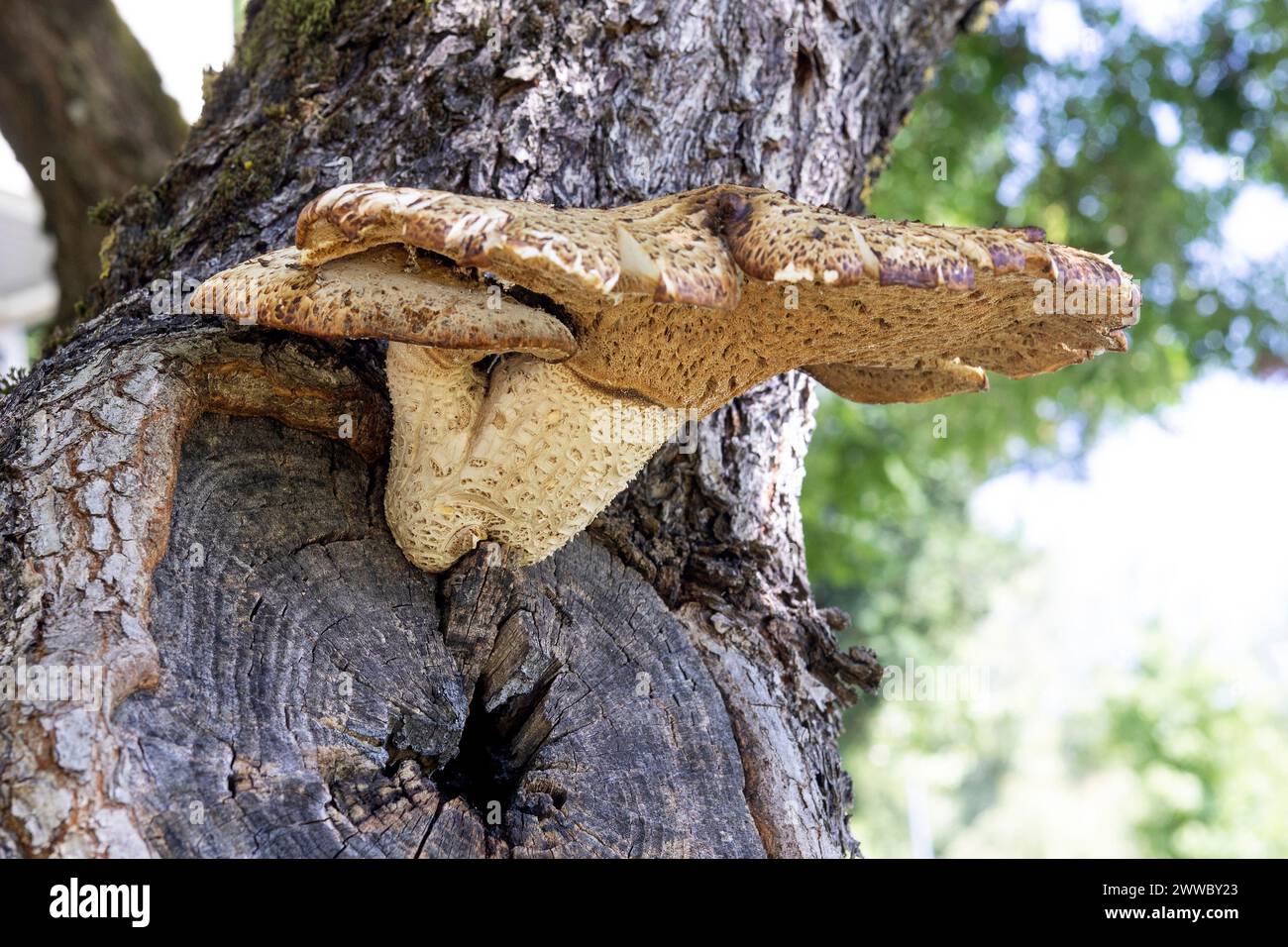 Parasit parasiten hi-res stock photography and images - Alamy