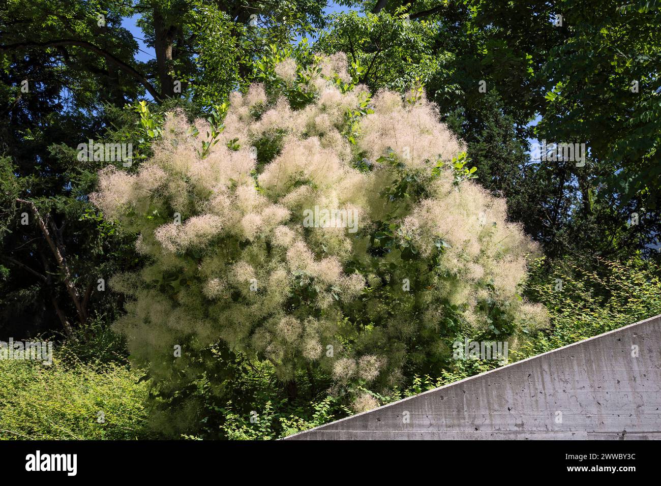 Wig Bush, Cotinus Coggygria Stock Photo - Alamy