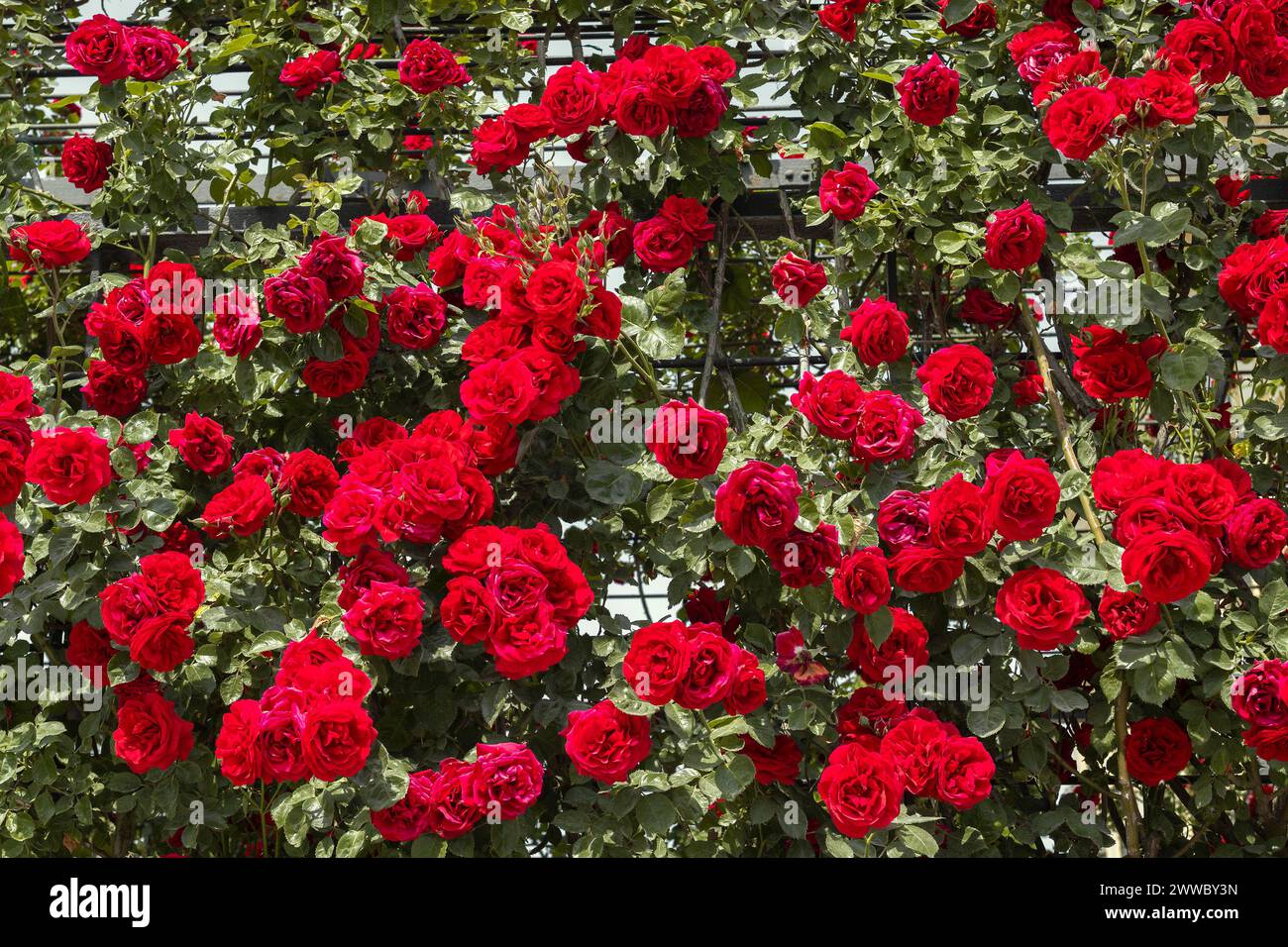Red Roses, Dog Roses Stock Photo - Alamy
