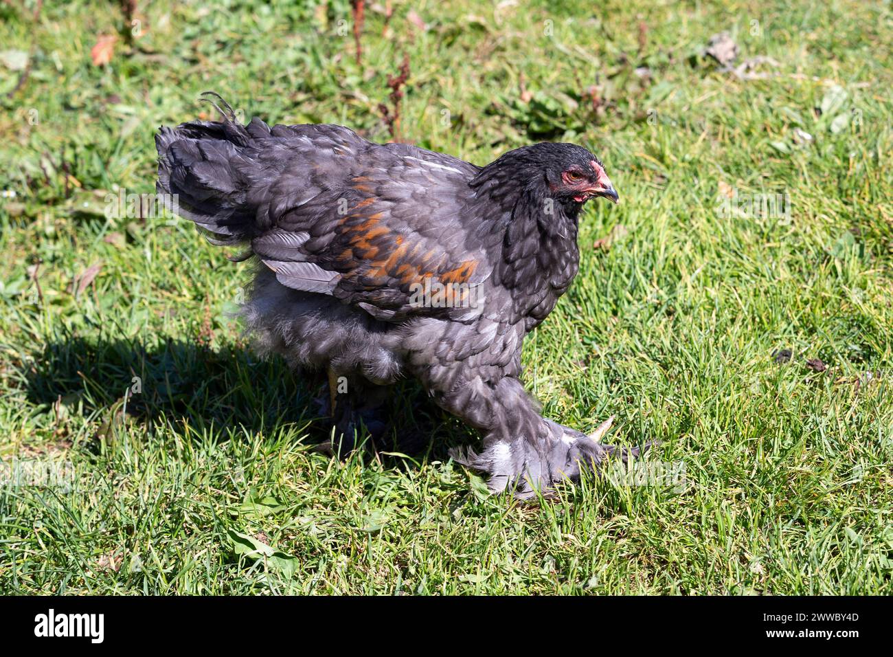 Free-range Chickens, Green Layers Stock Photo - Alamy