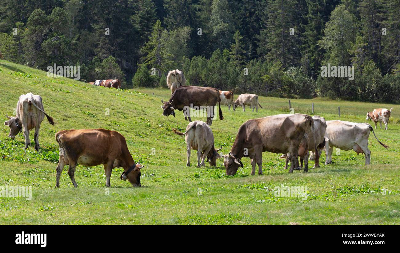 Brown Swiss Cattle On The Pasture, Vorarlberg, Austria Stock Photo - Alamy
