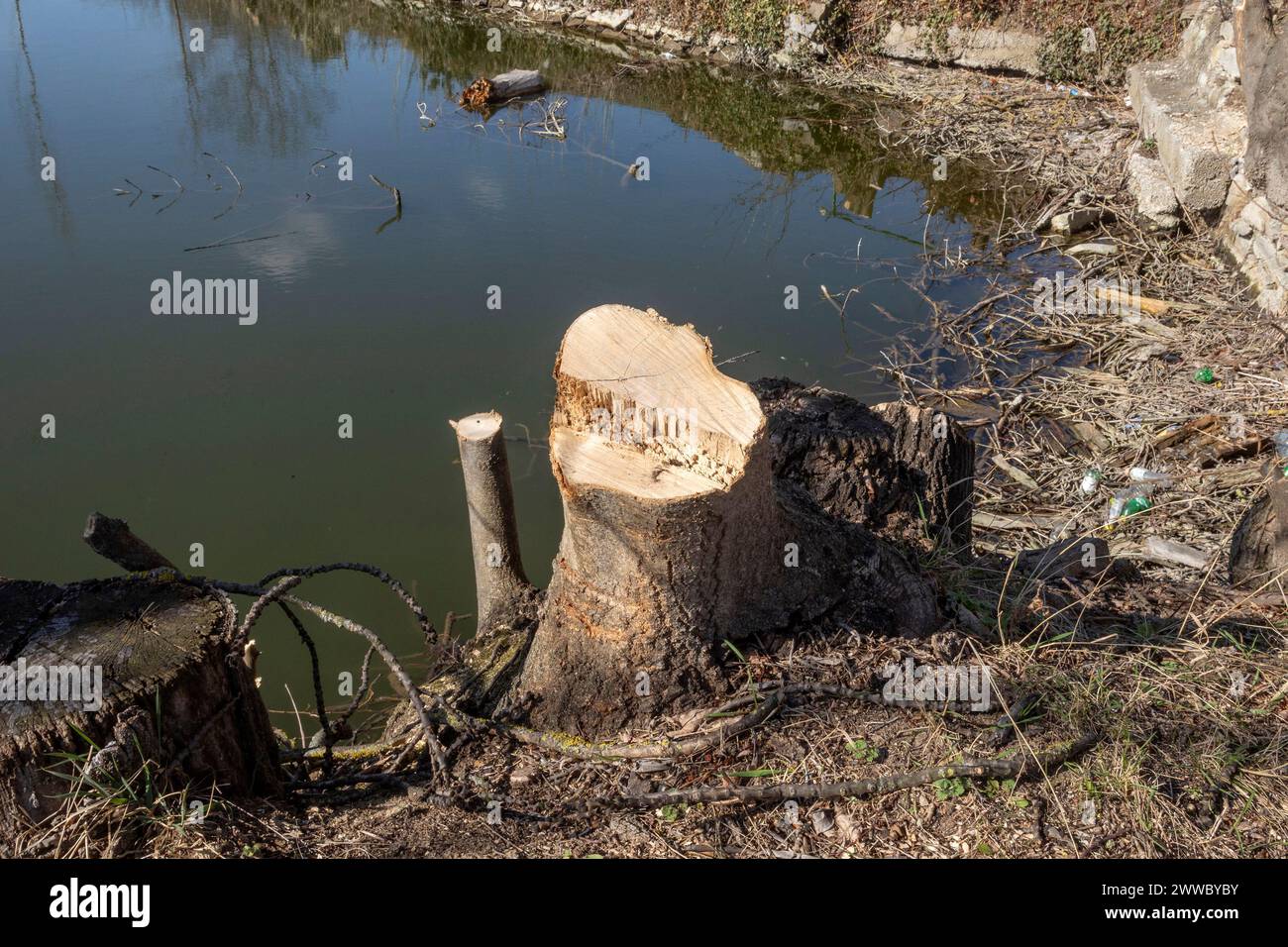 Cut Deciduous Tree Stock Photo - Alamy