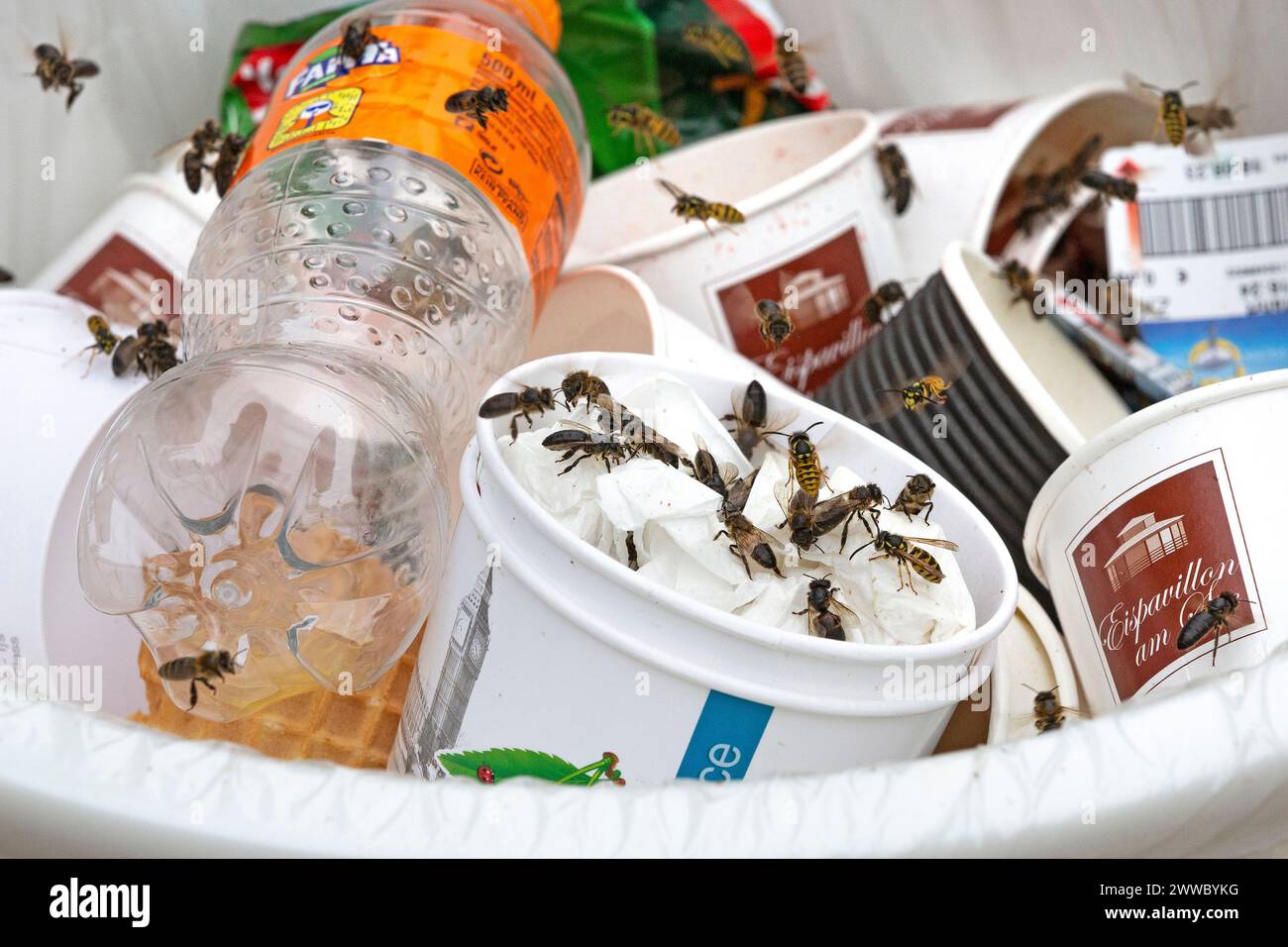 Garbage Cans, Bees And Wasps Stock Photo - Alamy