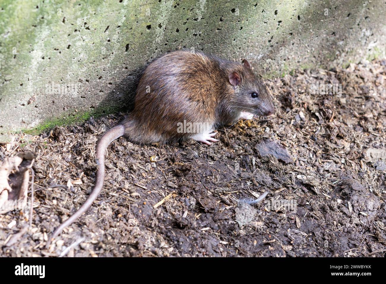 Tiere zoos hi-res stock photography and images - Alamy