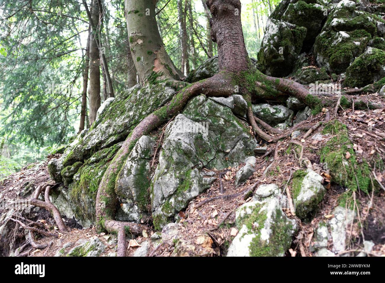 Tree Roots, Conifers Stock Photo - Alamy