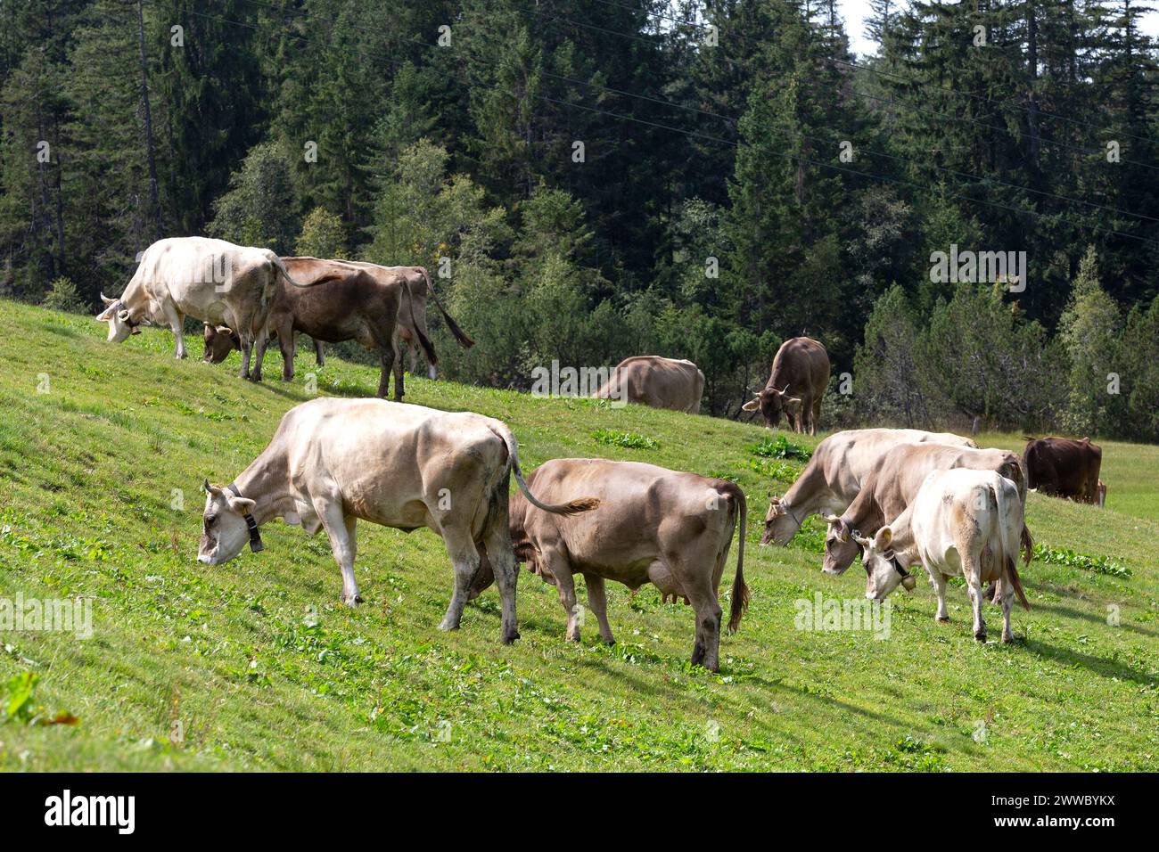 Brown swiss cattle on hi-res stock photography and images - Alamy