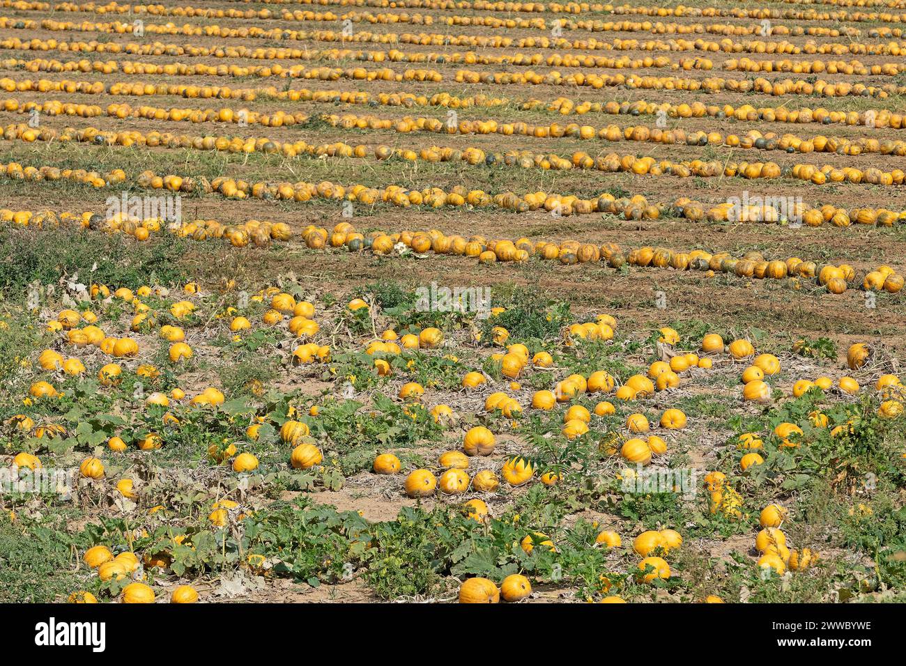 Styrian oil pumpkin hi-res stock photography and images - Alamy