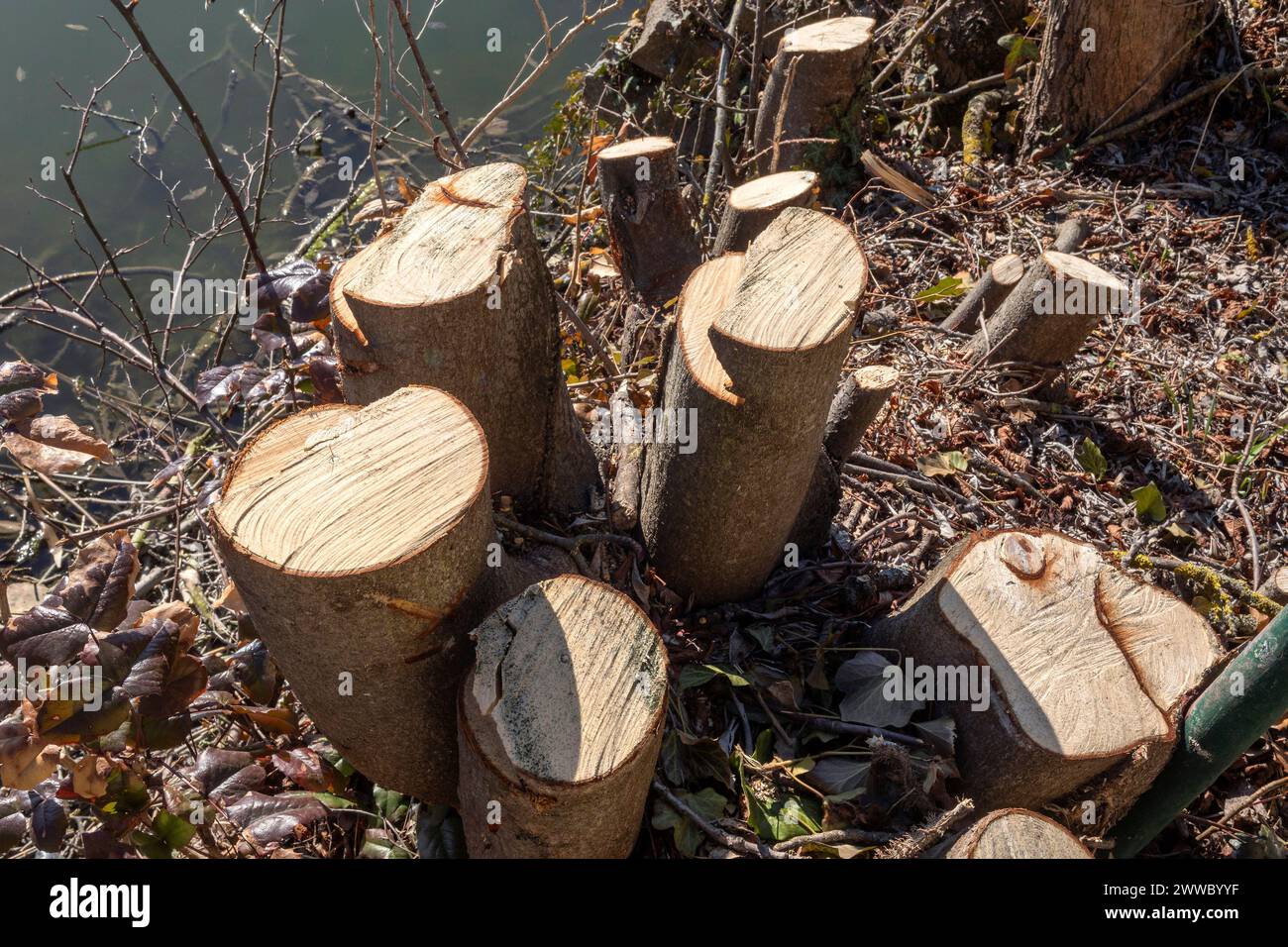 Pruned Deciduous Trees Stock Photo - Alamy