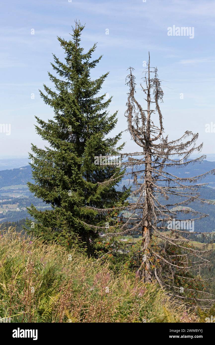 Conifers, Tree Mortality Stock Photo - Alamy