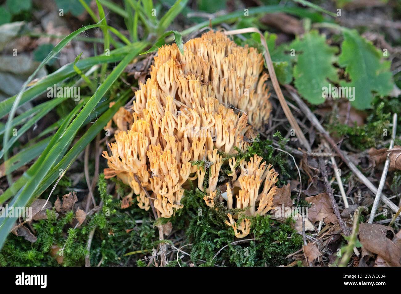 Yellow Coral, Ramaria Aurea, Coral Mushroom, Bear Paws Stock Photo - Alamy