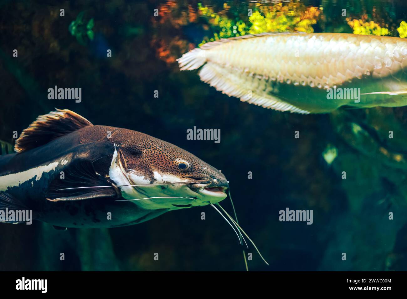 Tropical marine fish in natural habitat. Oceanarium, wildlife, colorful ...