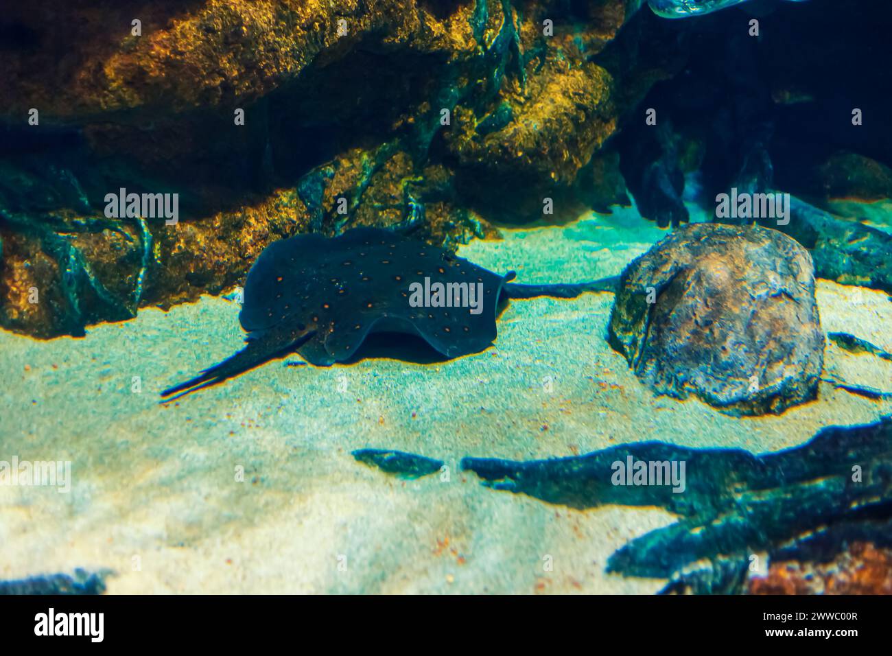 Sea stingray in its natural habitat. Oceanarium, wildlife, colorful ...