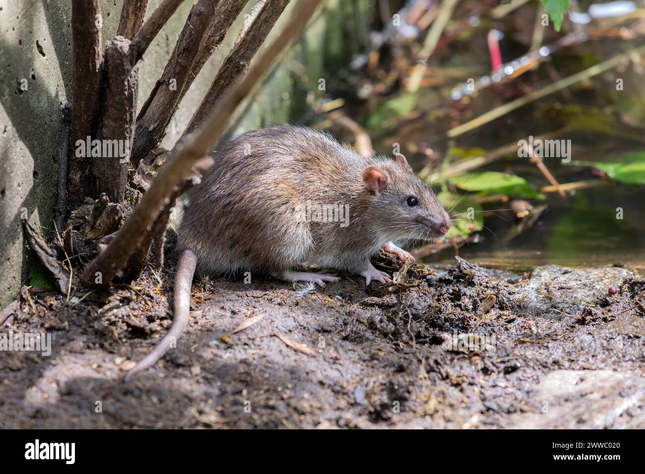 Tiere zoos hi-res stock photography and images - Alamy
