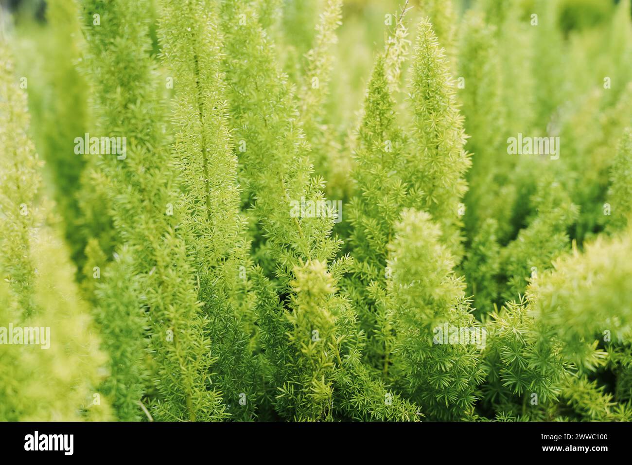 Asparagus fern hi-res stock photography and images - Alamy