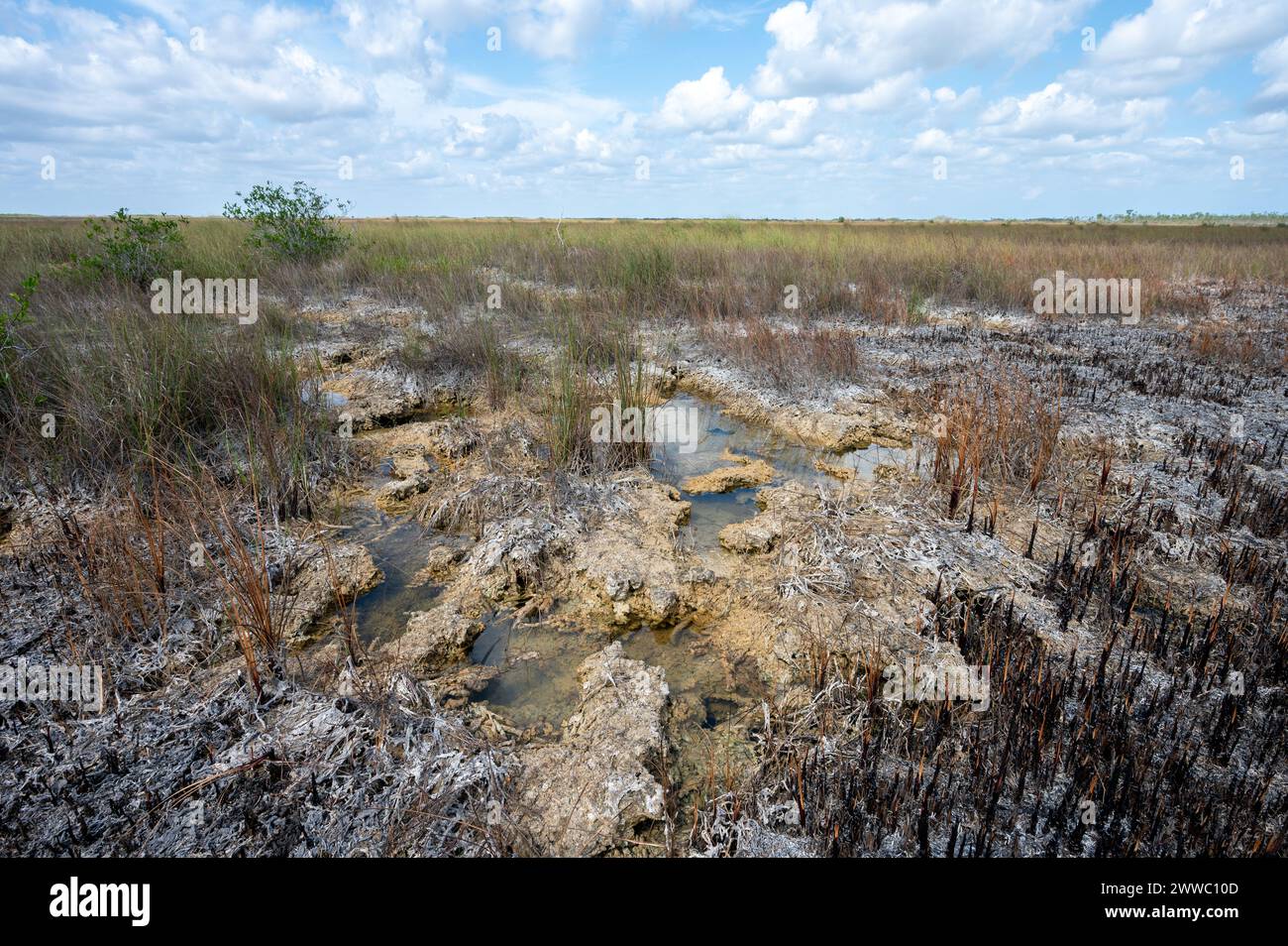 Solution holes in limestone exposed after prescribed fire in Everglades ...