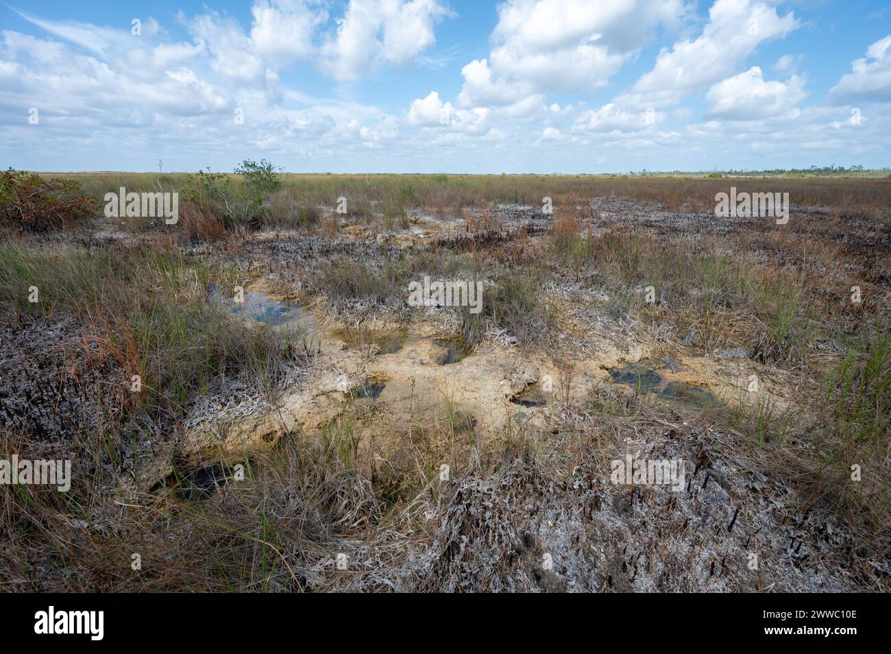 Solution holes in limestone exposed after prescribed fire in Everglades ...