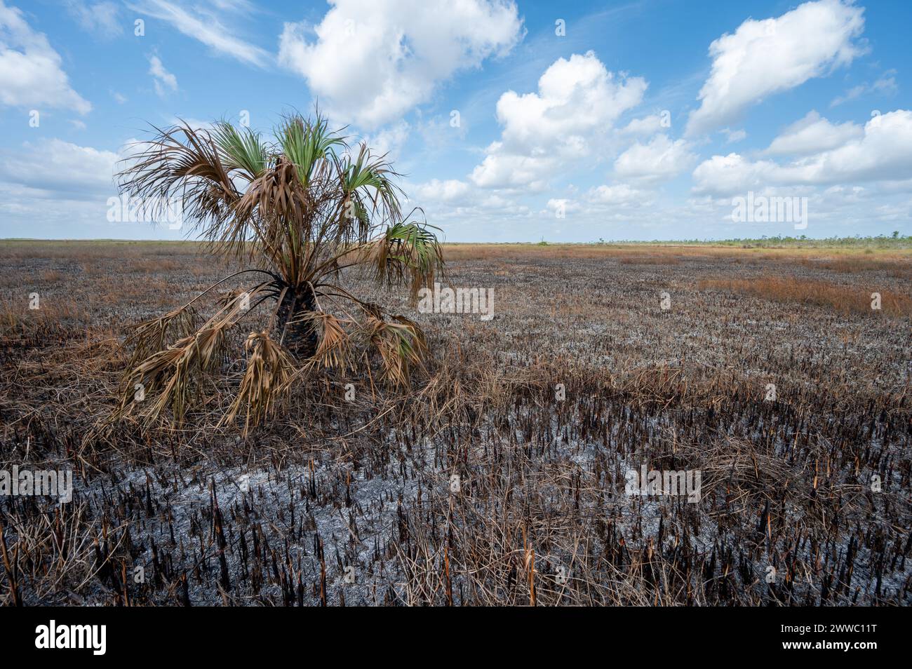 Burned expanse of sawgrass prairie after prescribed fire in Everglades ...