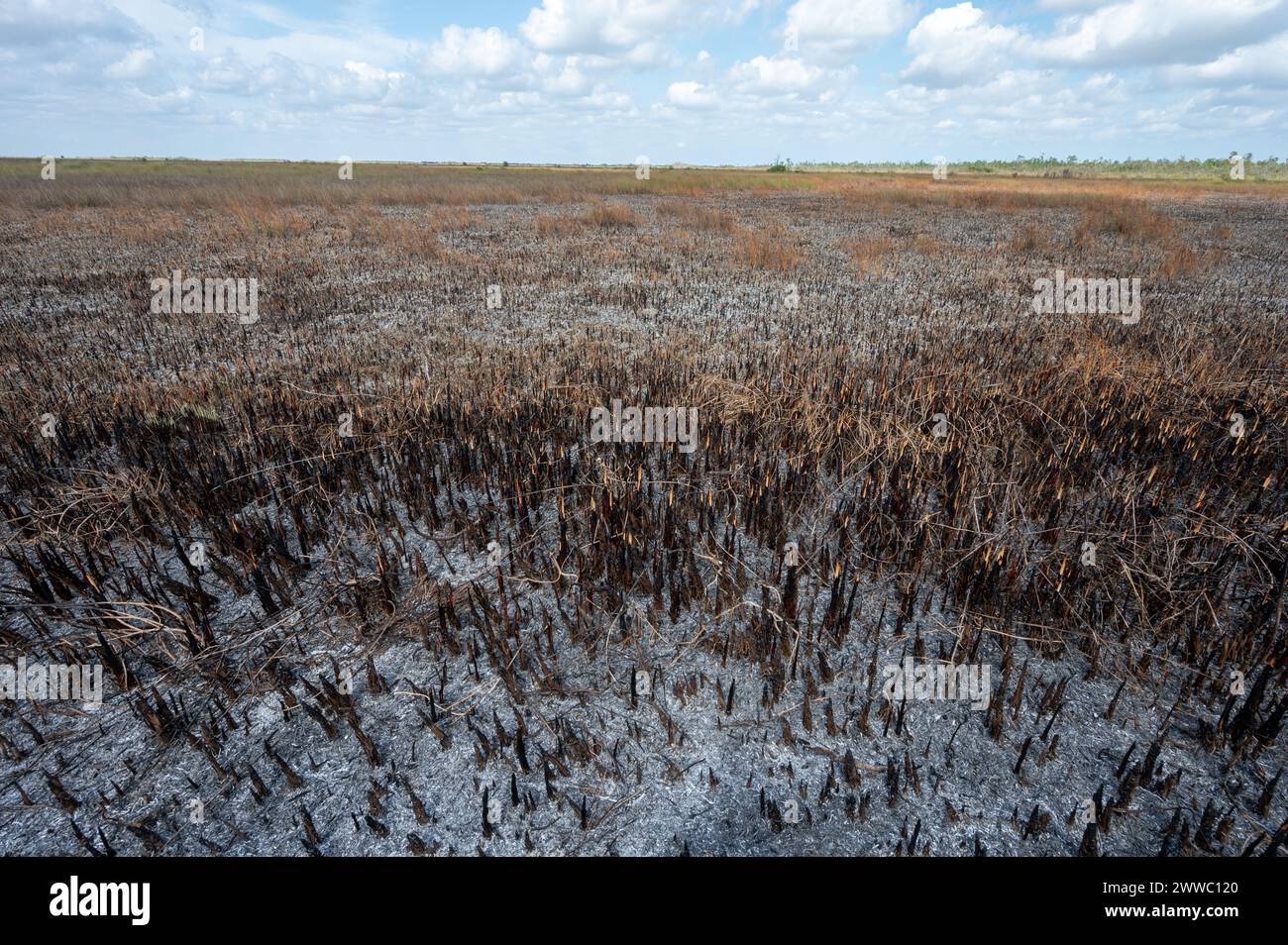 Burned expanse of sawgrass prairie after prescribed fire in Everglades ...