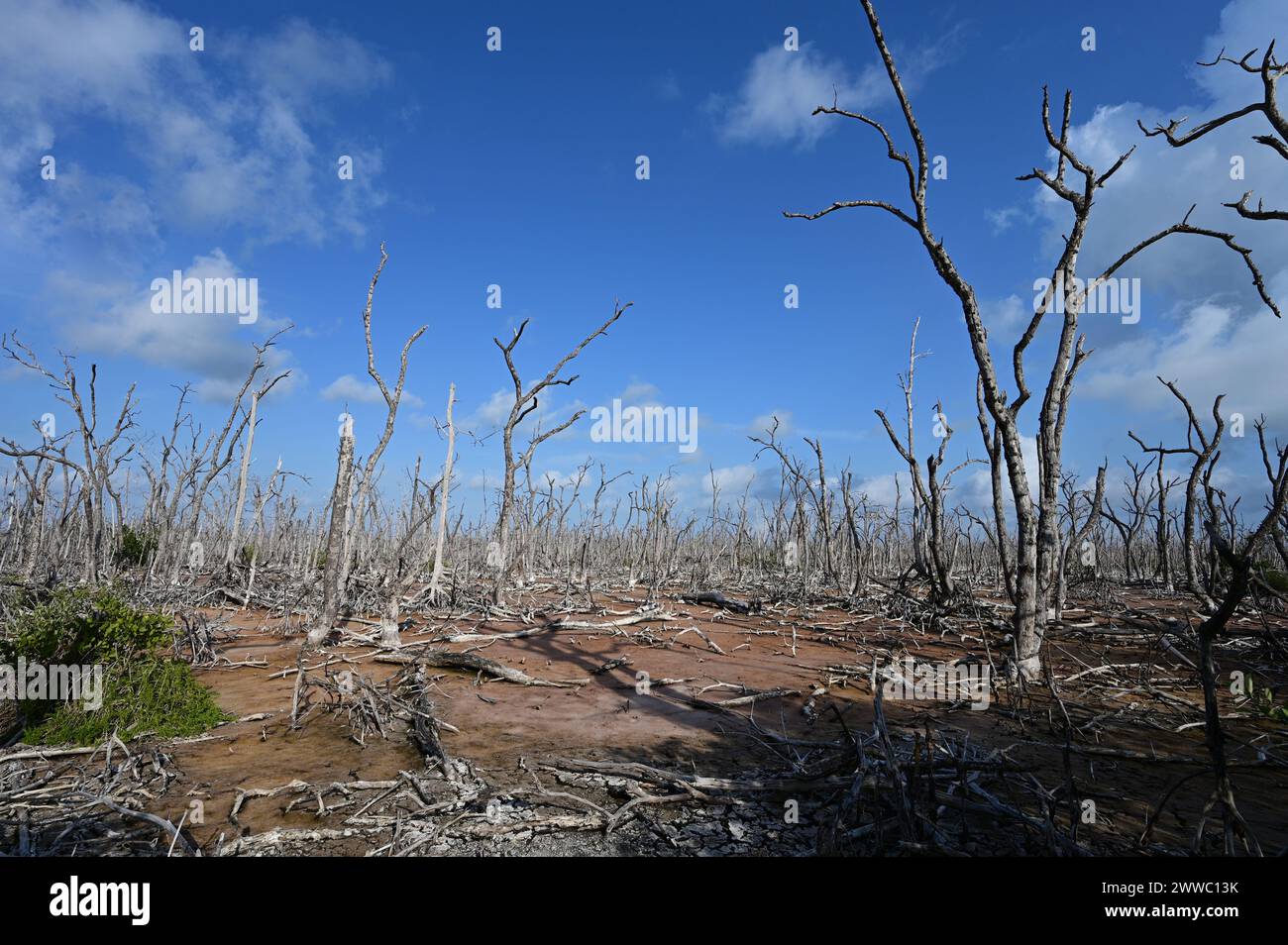 Expanse of dead mangrove trees in Everglades National Park, Florida ...