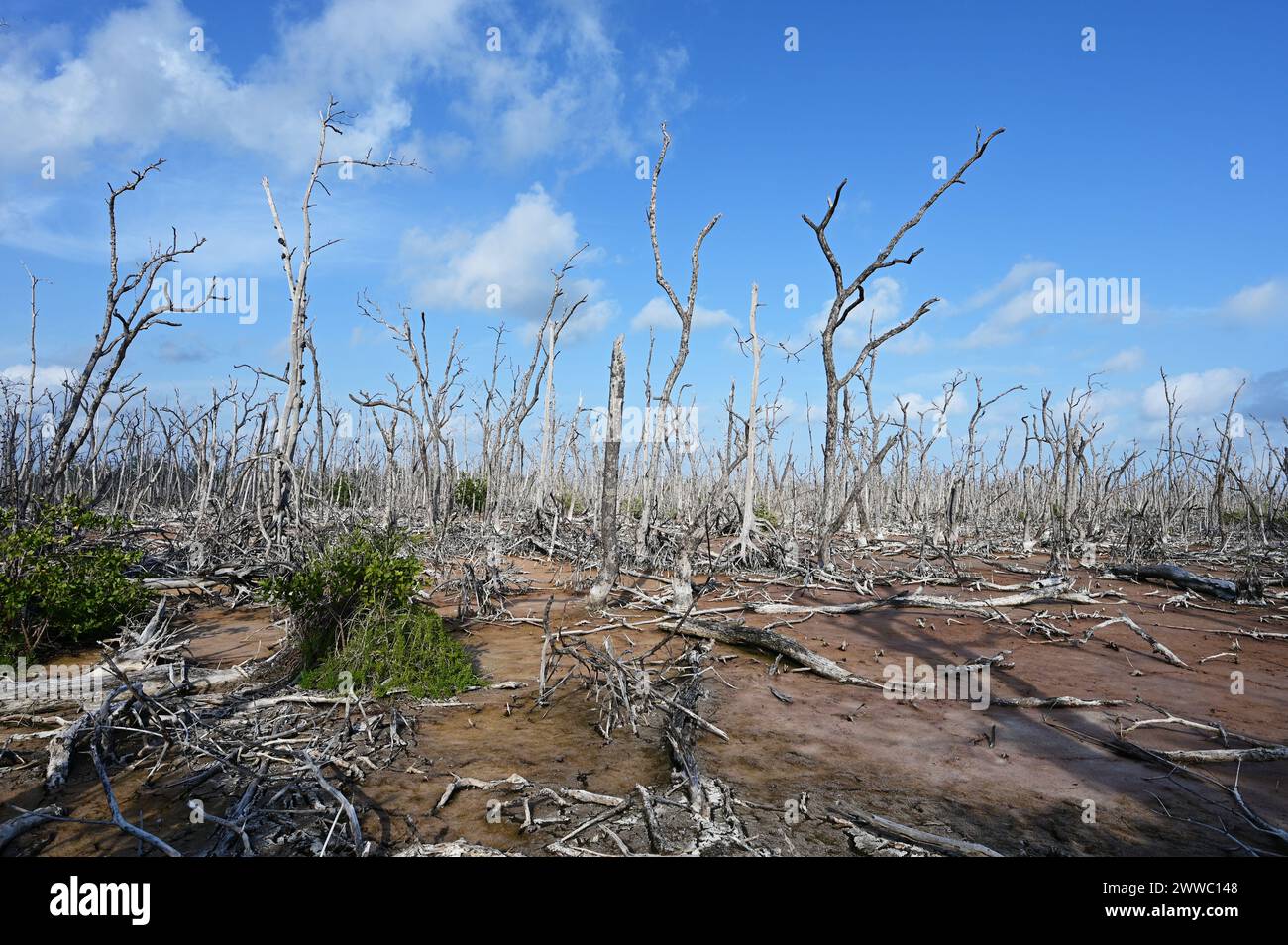 Expanse of dead mangrove trees in Everglades National Park, Florida ...
