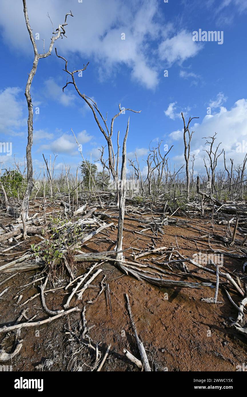 Expanse of dead mangrove trees in Everglades National Park, Florida ...